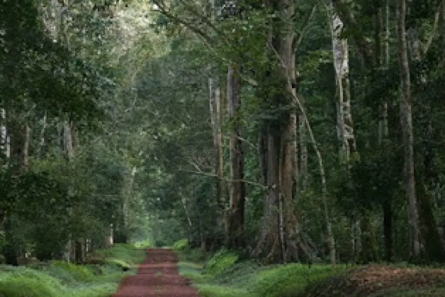 Budongo Central Forest Reserve - Here in Uganda