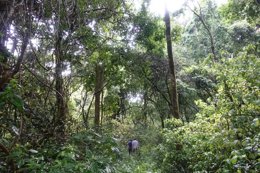The Enchanting Zoka Forest - Here in Uganda