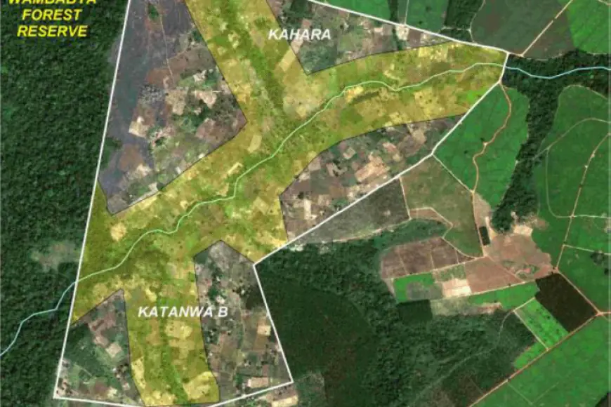 Wambabya Central Forest Reserve - Here in Uganda