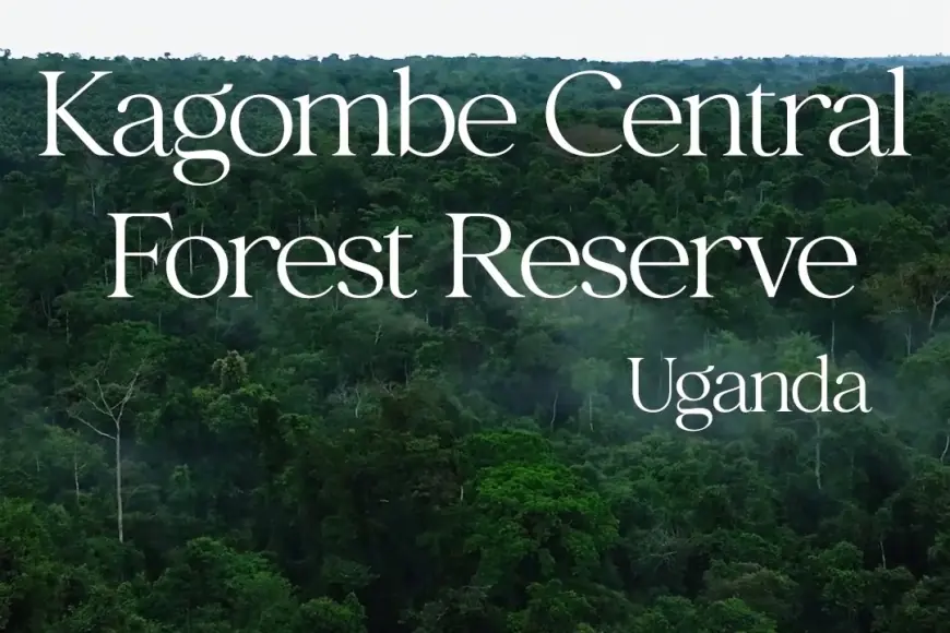 Kagombe Central Forest Reserve - Here in Uganda