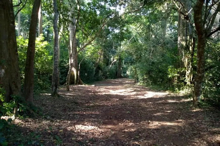 Mpanga Central Forest Reserve - Here in Uganda